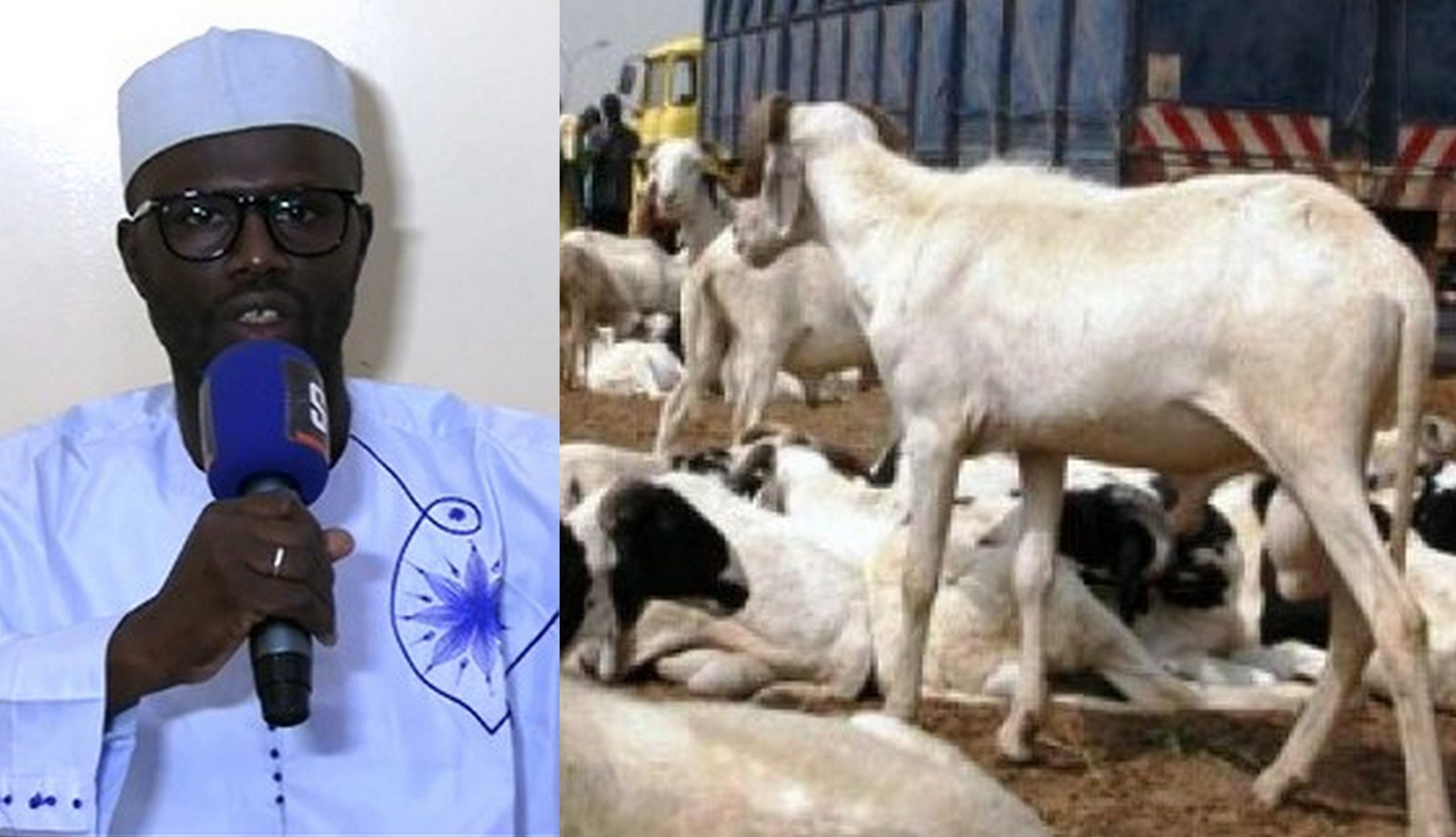 Le sens de la Tabaski et les 6 critères que doit remplir le mouton à ...